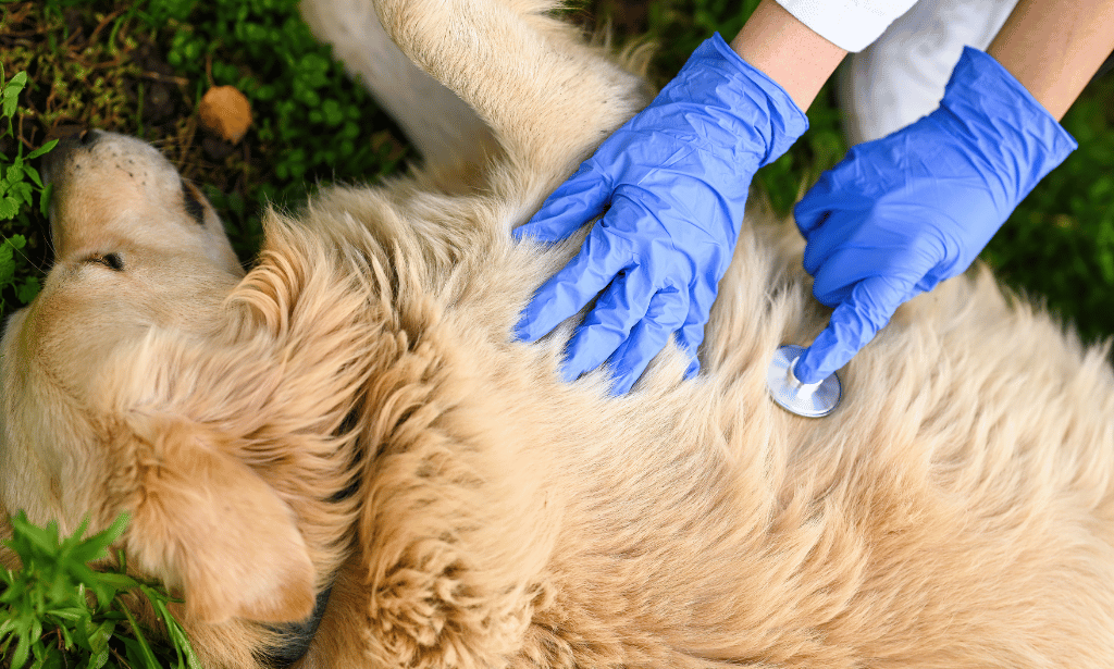 Canine First Aid and CPR Course – Skill Wise
